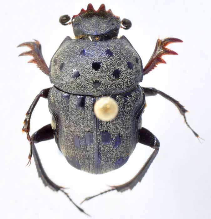 What’s bugging the insects? – Dr. SHRAVAN REGRET IYER
