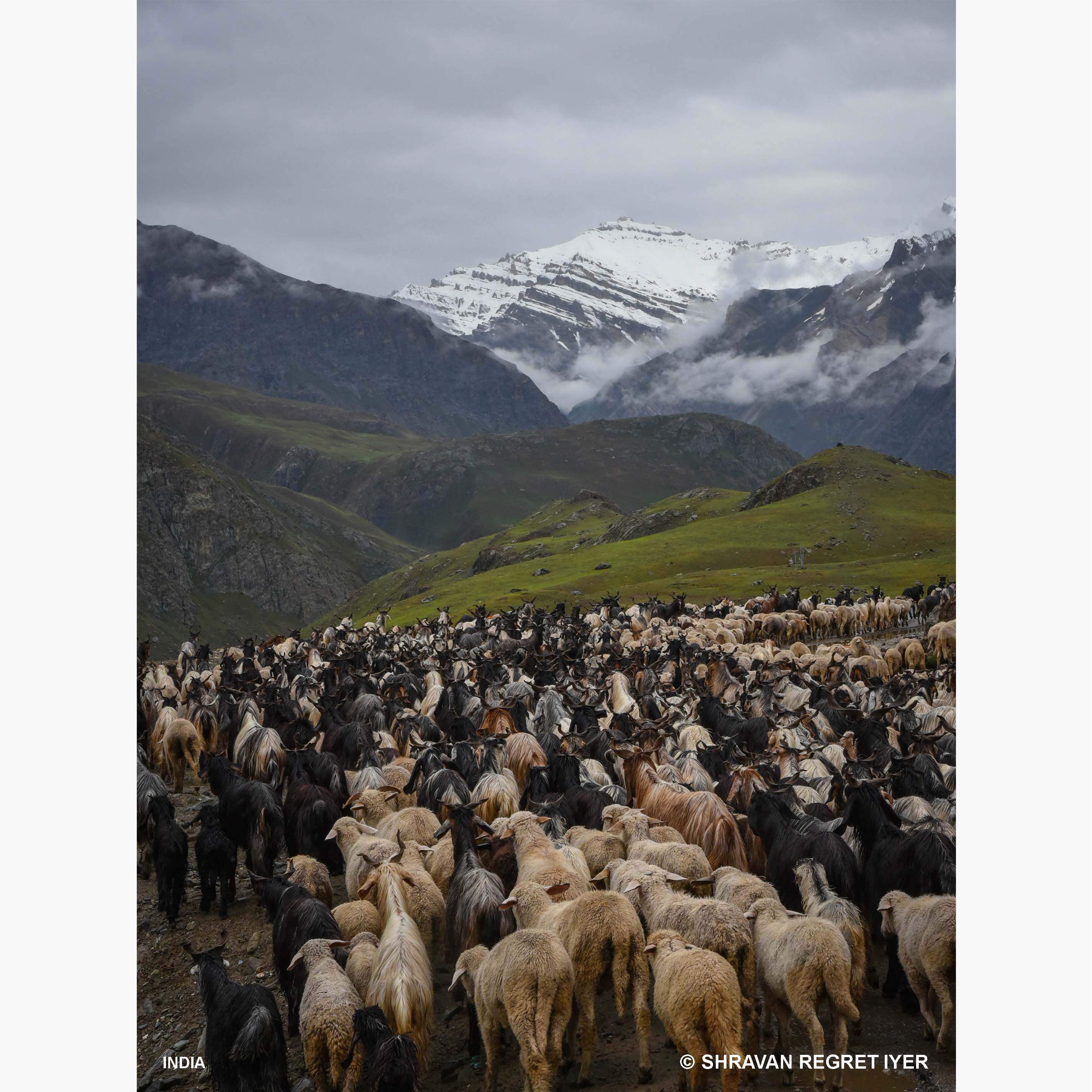 Dr. SHRAVAN REGRET IYER